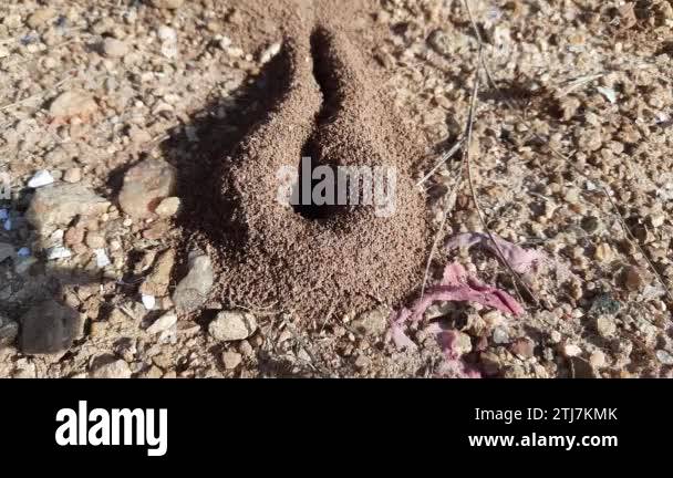 Colony of ants. Ants are making their home and Digging the soil from ...
