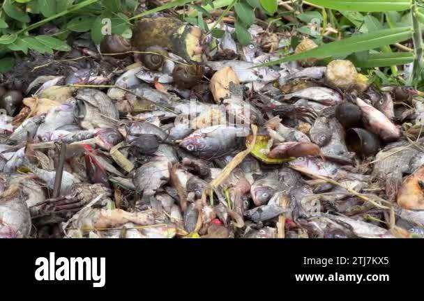 Dry fish on ground Stock Videos & Footage - HD and 4K Video Clips - Alamy