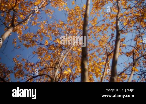 Trees through the seasons Stock Videos & Footage - HD and 4K Video ...