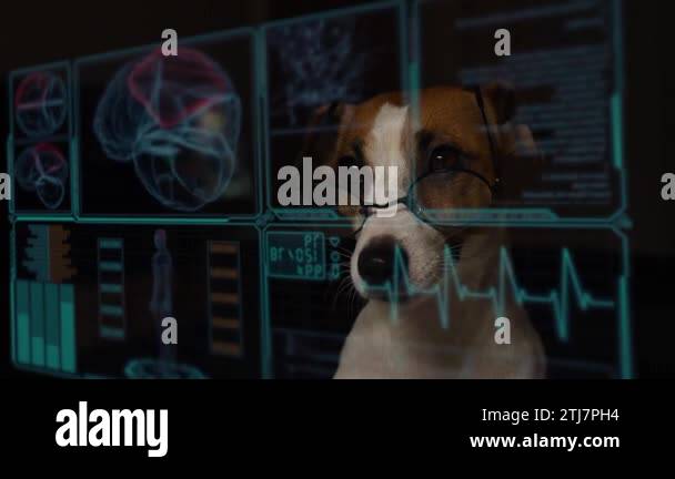 Dog brain scan Stock Videos & Footage - HD and 4K Video Clips - Alamy