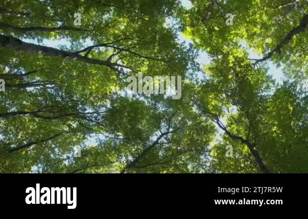 Bottom view of swaying treetops in a deciduous green forest against a ...