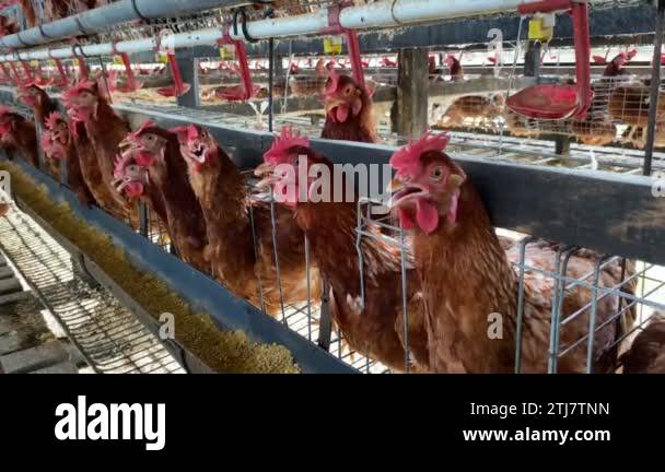 Battery chicken cage Stock Videos & Footage - HD and 4K Video Clips - Alamy