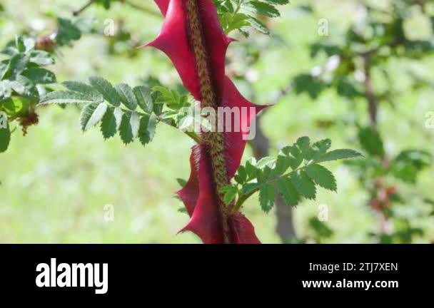 Silky rose Stock Videos & Footage - HD and 4K Video Clips - Alamy