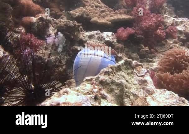 Thickets of sea fans and being with them in the symbiosis of the clown ...