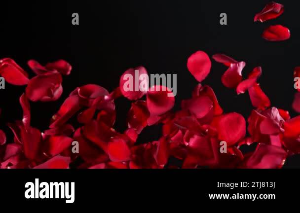 Super slow motion shot of real red rose petals explosion isolated on ...