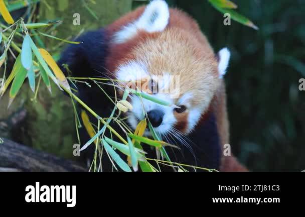 Wild red panda himalayas Stock Videos & Footage - HD and 4K Video Clips ...