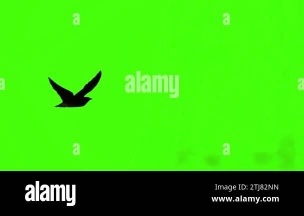 Our real bird of peace Stock Videos & Footage - HD and 4K Video Clips ...