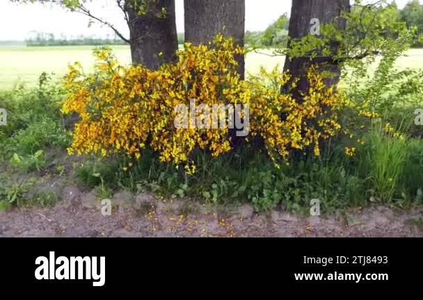 European native shrub Stock Videos & Footage - HD and 4K Video Clips ...