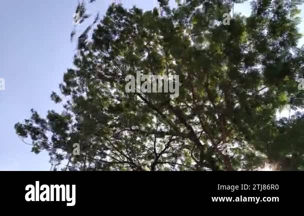 Tree branches blowing wind Stock Videos & Footage - HD and 4K Video ...