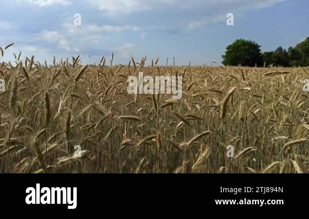 Summer field with growing plants of cereals. Agricultural plants in ...