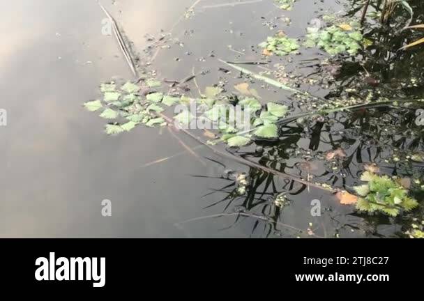 Nut trees river Stock Videos & Footage - HD and 4K Video Clips - Alamy