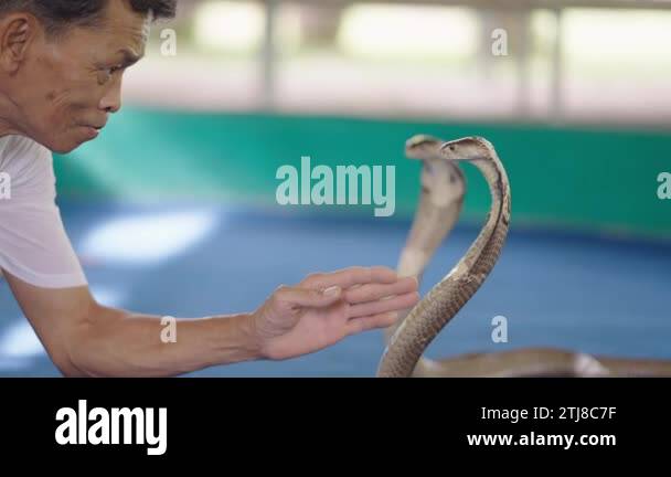 Chiang mai snake show Stock Videos & Footage - HD and 4K Video Clips ...