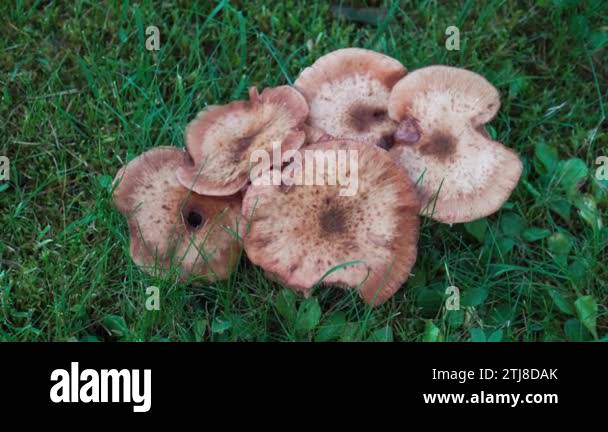 Dangerous Mushrooms As Nuisance Fungi In The Lawn One Of The Poisonous Fungi Types That Can