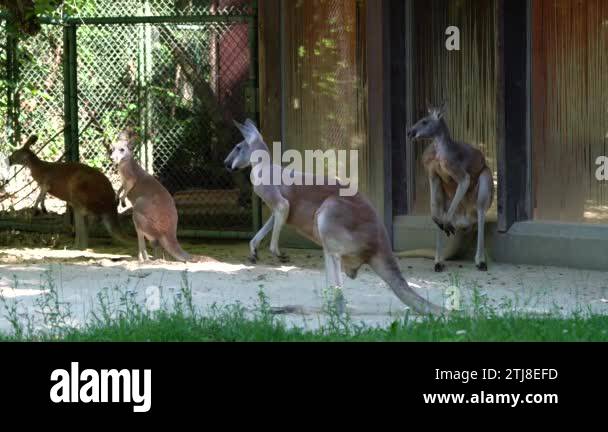 The red kangaroo, Macropus rufus is the largest of all kangaroos, the ...