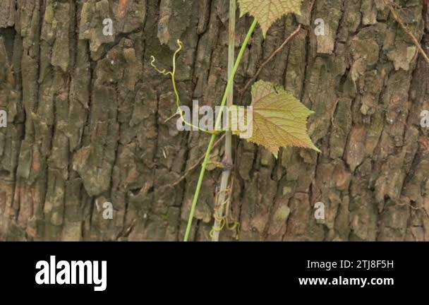 Tree root texture Stock Videos & Footage - HD and 4K Video Clips - Alamy