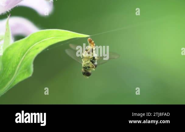 Little Canada; Minnesota. Gervais Park. A pair of Eastern Calligrapher ...