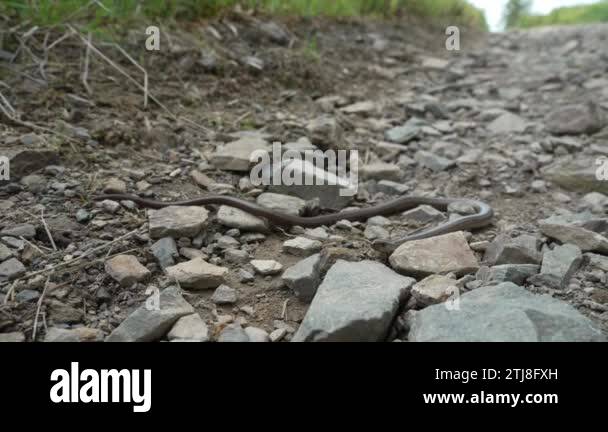 A deaf adder, also slow or blind worm, Angius fragilis, is a legless ...