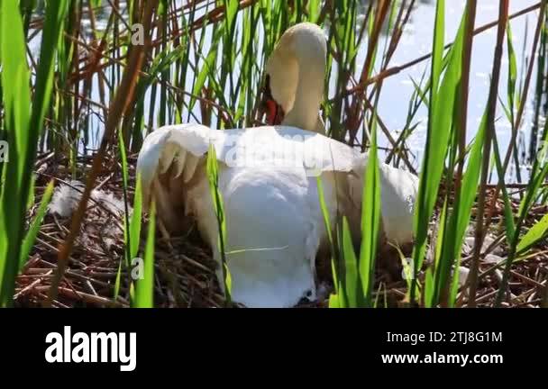 Graceful white swan breeding in nest with eggs as white cygnus at lake ...