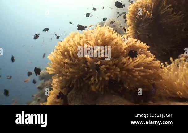 Thickets of sea fans and being with them in the symbiosis of clown fish ...