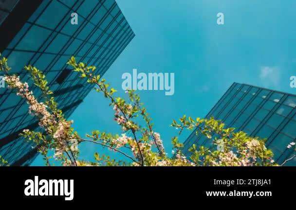 Timelapse Modern office building exterior with glass facade and cherry ...