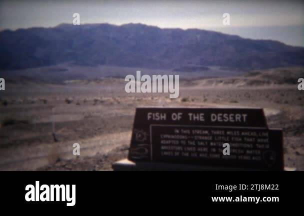 Desert fish Stock Videos & Footage - HD and 4K Video Clips - Alamy