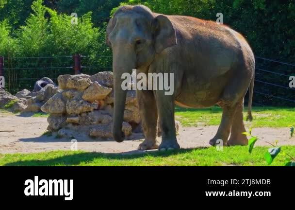 Little Asian or Asiatic elephant, Elephas maximus is the only living ...