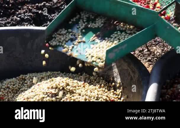 Milling the beans machine Stock Videos & Footage - HD and 4K Video ...