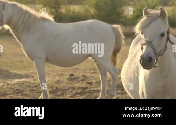white horses with white manes on a sunny windy day in a paddock.Farm ...