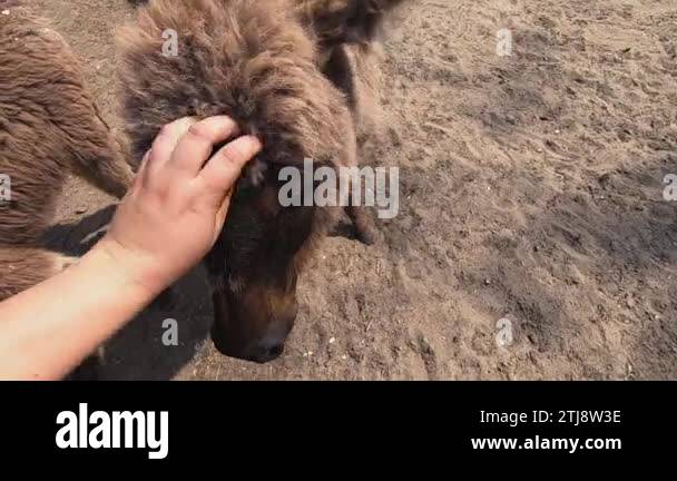 Girl stroking domestic donkey on head at donkey, ass farm. Many donkeys ...