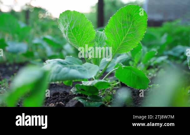 Green Juicy Large Leaves Of A Growing Cabbage On A Plantation After Rain Smooth Camera Movement