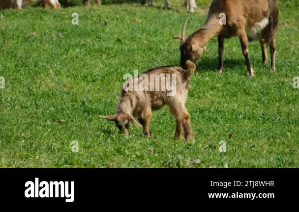 Little goat kid grazing on wild grass field, ovine animal breeding farm ...