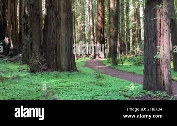 Rockefeller grove Stock Videos & Footage - HD and 4K Video Clips - Alamy