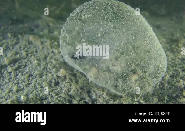 Zeepier Stock Videos & Footage - HD and 4K Video Clips - Alamy