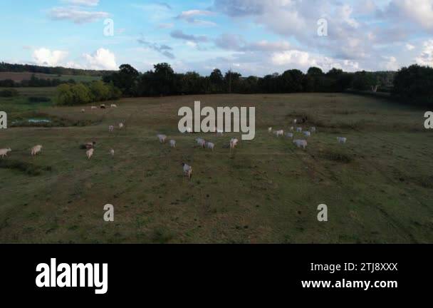 British farm animals Stock Videos & Footage - HD and 4K Video Clips - Alamy