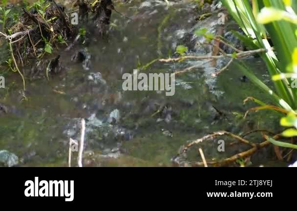 natural water from the mountains running through a stream. Ecology ...