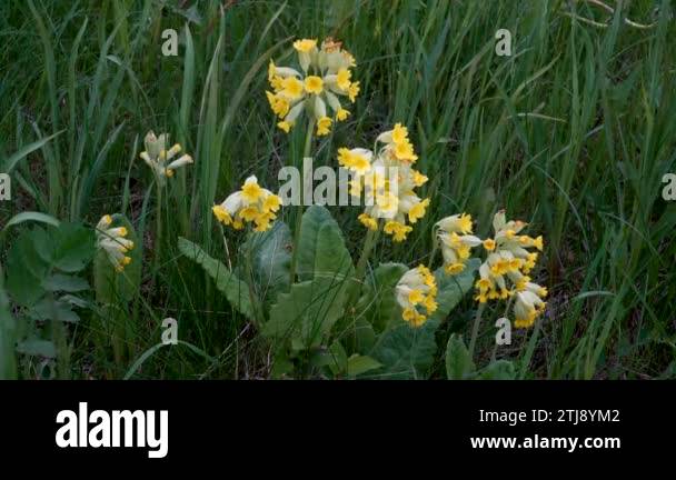 Flowering cowslip Stock Videos & Footage - HD and 4K Video Clips - Alamy