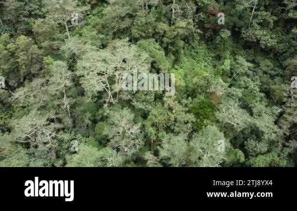 Amazon rainforest colombia aerial Stock Videos & Footage - HD and 4K ...
