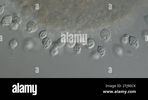 Ciliat with Stock Videos & Footage - HD and 4K Video Clips - Alamy
