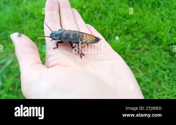 large Madagascar hissing cockroach crawling on woman palm ...