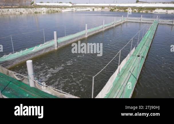 Commercial fish tanks Stock Videos & Footage - HD and 4K Video Clips ...