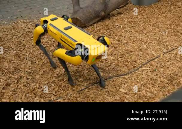 Germany, Munster, Circa 2022. Zoo. A dog like robot by Boston Dynamics ...