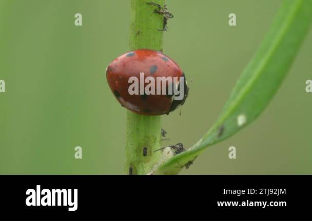 Sitting Among Aphids Coccinellidae As Ladybugs And Ladybirds As True