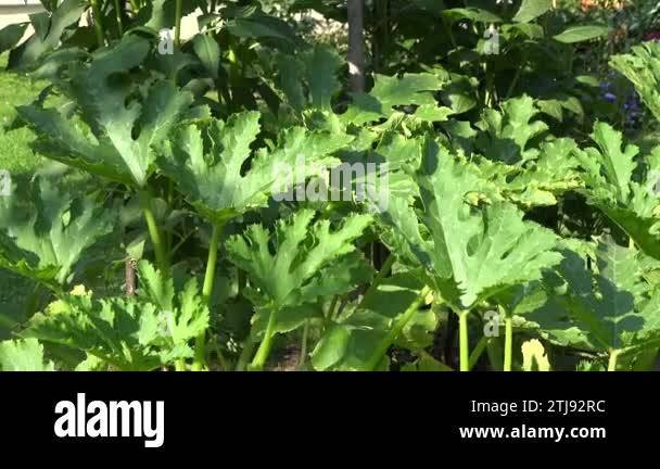 Courgette plant leaves Stock Videos & Footage - HD and 4K Video Clips ...