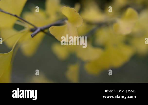 Biloba ginkgophyta Stock Videos & Footage - HD and 4K Video Clips - Alamy