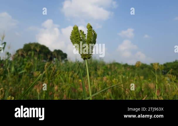 Eleusine coracana or finger millet plants. It is called Ragi and madua ...