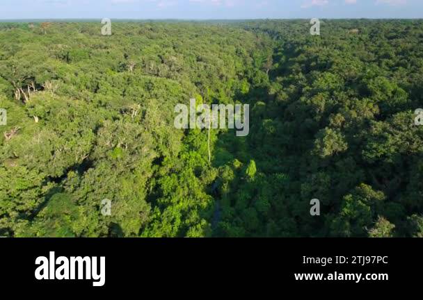 Congo rainforest not gorilla Stock Videos & Footage - HD and 4K Video ...