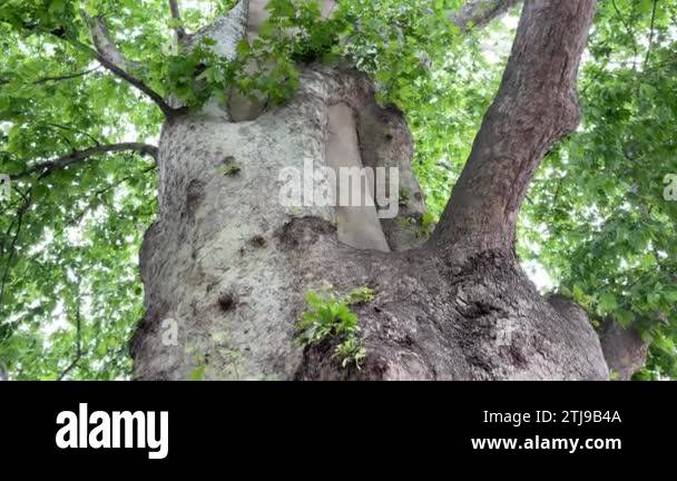 century old sycamore tree Stock Video Footage - Alamy