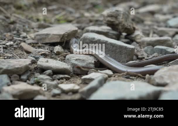 A deaf adder, also slow or blind worm, Angius fragilis, is a legless ...