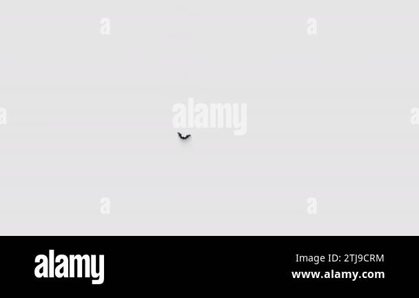 halloween bat flying loop motion graphics video transparent background ...