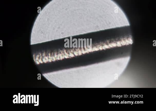 Single Human hair under a microscope. Microscopy of human hair from the ...